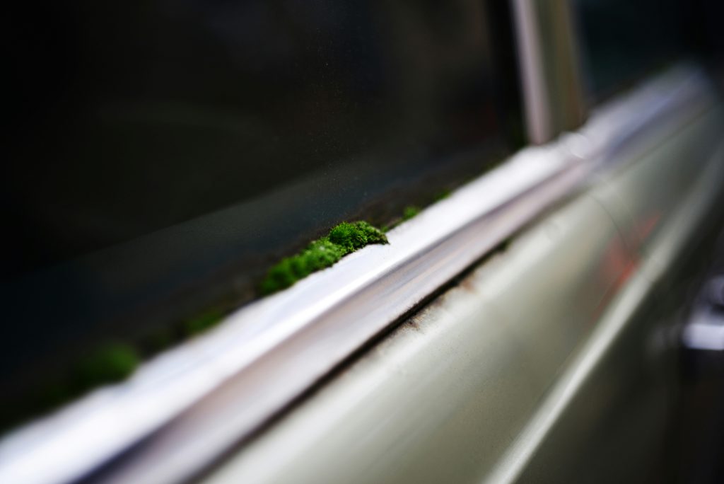 How To Remove Algae From Your Car - Halfords